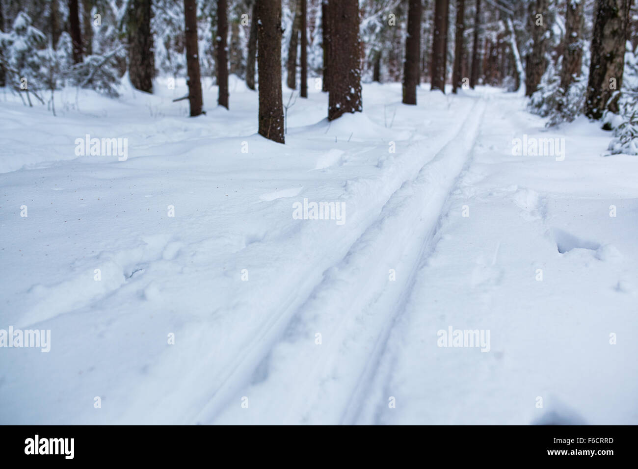 Ski track in wild winter forest Stock Photo - Alamy