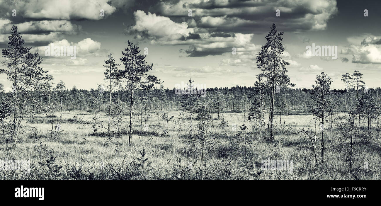 Wild forest landscape in Finland. Contrast dramatic colors Stock Photo ...