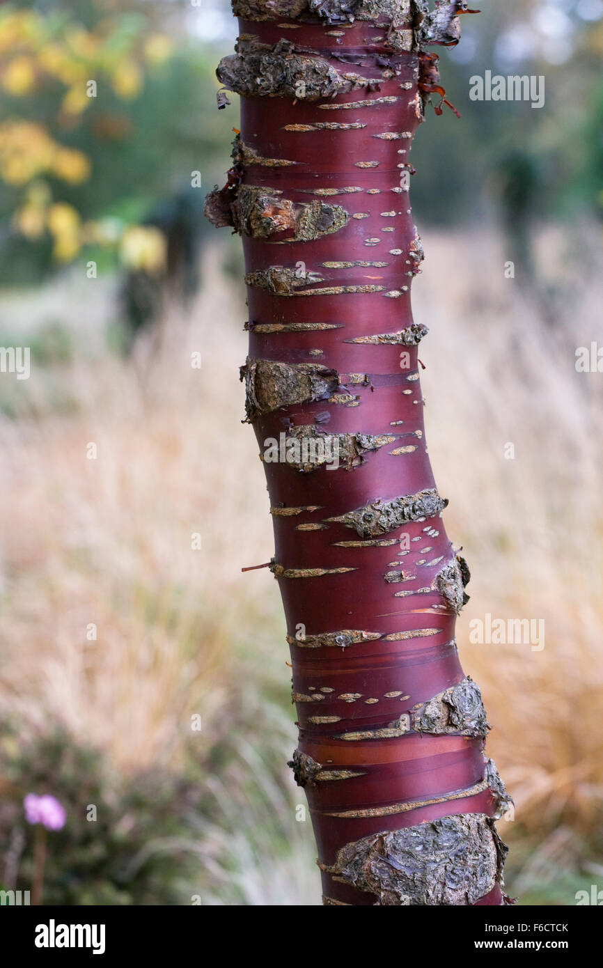 Young Cherry Tree Bark