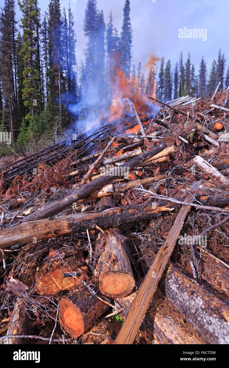 Waste piles of mountain pine beetle infected pine trees being burned in ...