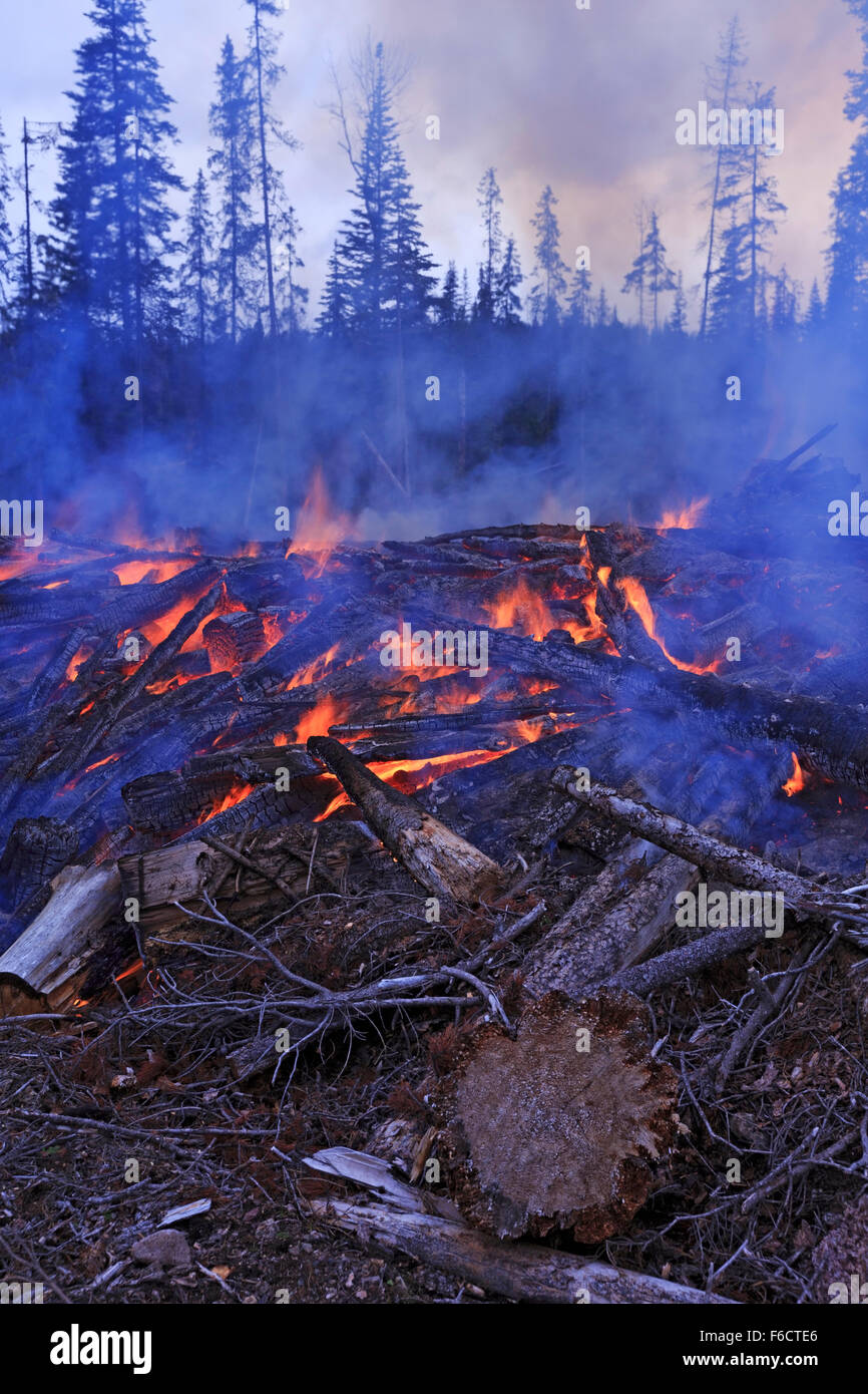 Waste piles of mountain pine beetle infected pine trees being burned in ...