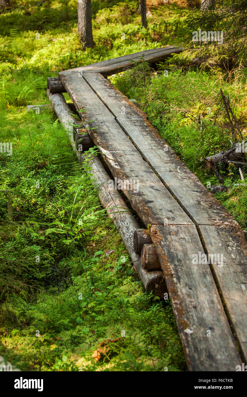 Scandinavia forest hi-res stock photography and images - Alamy