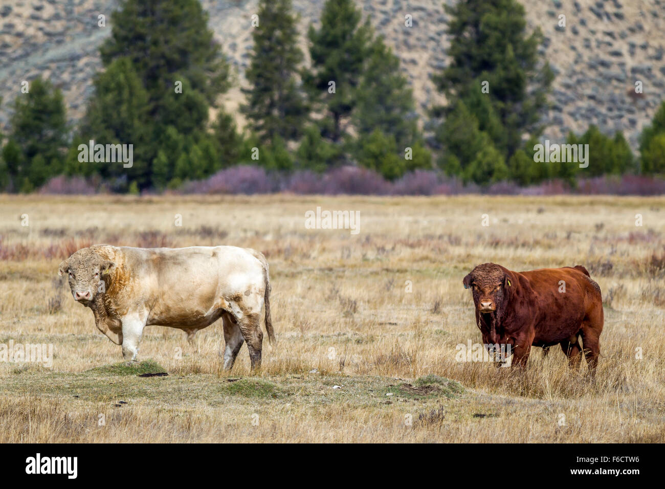 Two large bulls out in the field near Stanley, Idaho Stock Photo - Alamy