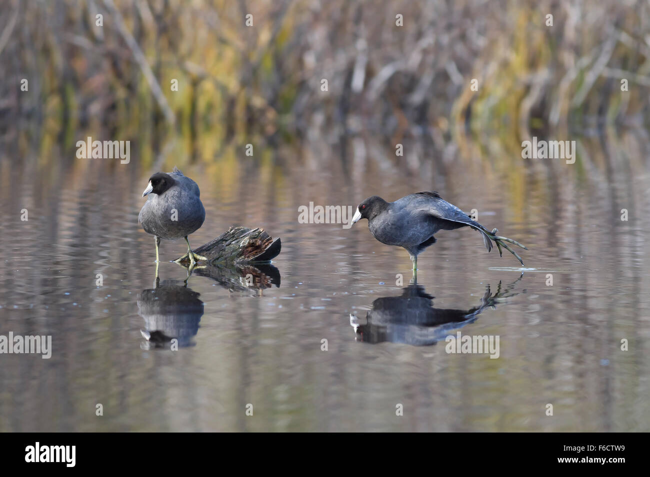 Coot stretches its leg Stock Photo - Alamy