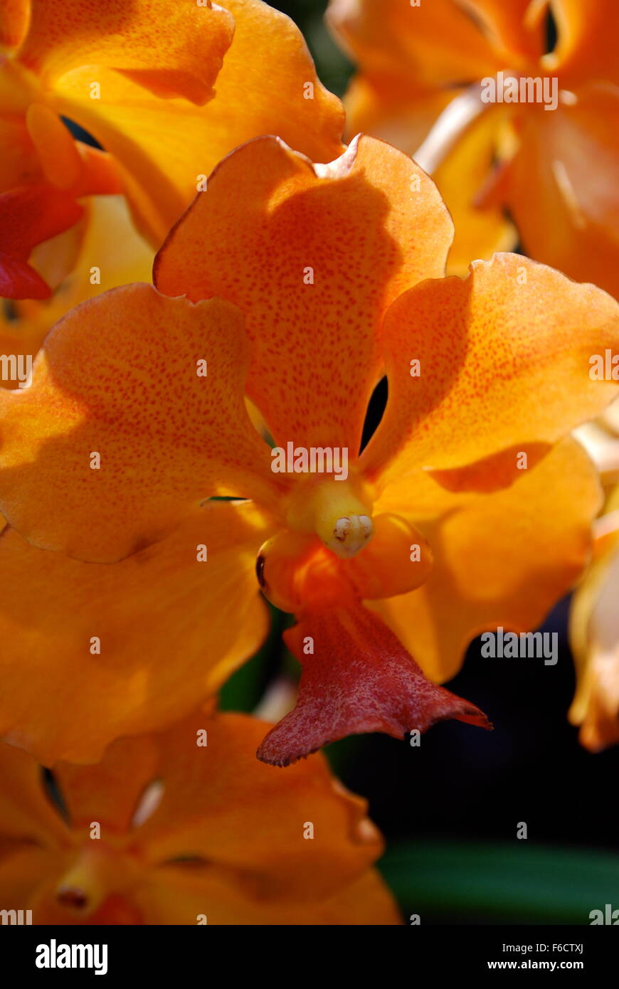 Bright orange yellow and gold orchids Stock Photo - Alamy