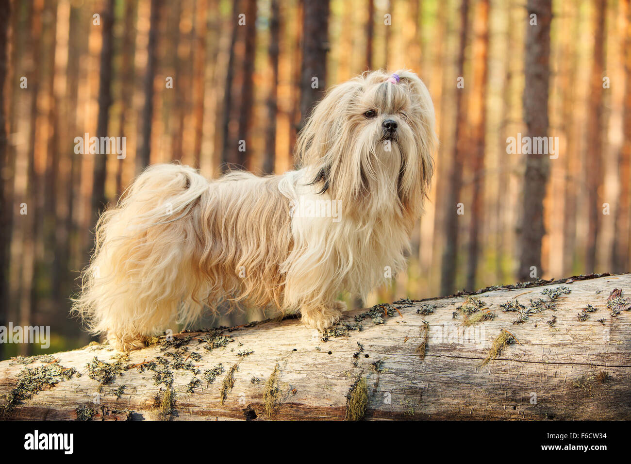 Shih-tzu dog standing on tree trunk in forest Stock Photo - Alamy