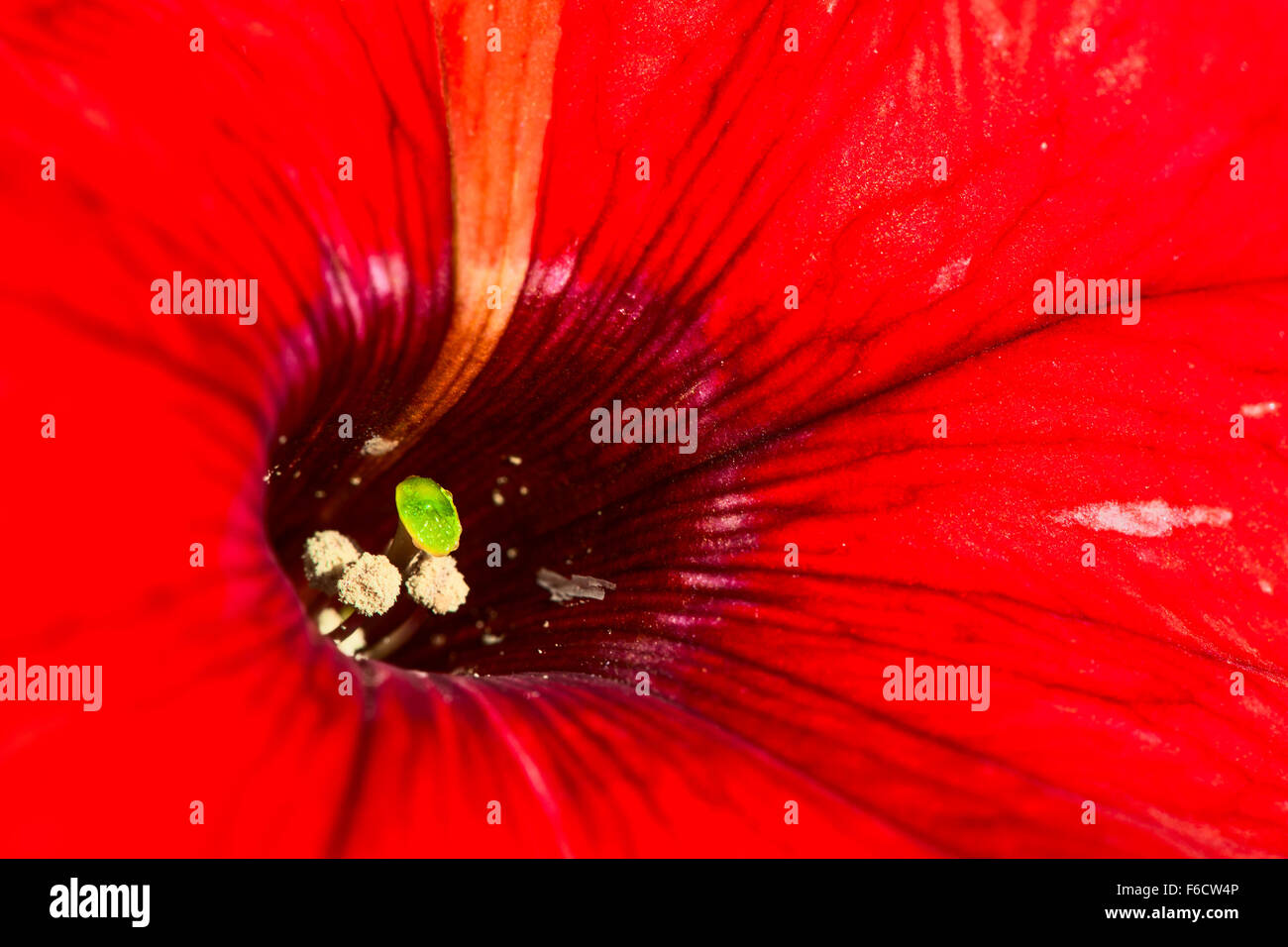 Saturated flower hi-res stock photography and images - Alamy