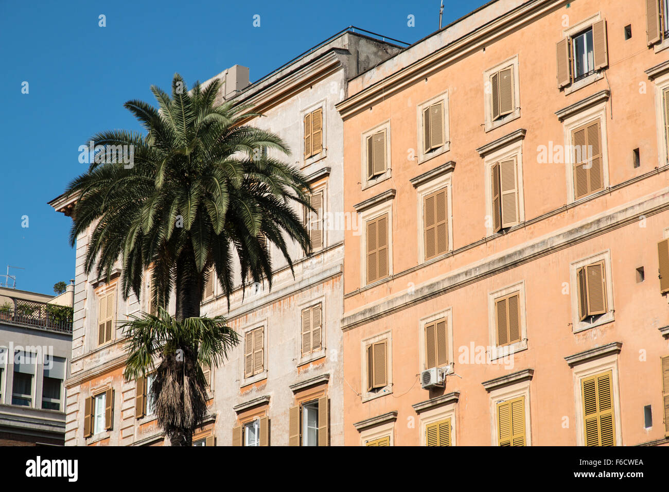 Palm tree and buildings, Rome, Italy Stock Photo - Alamy