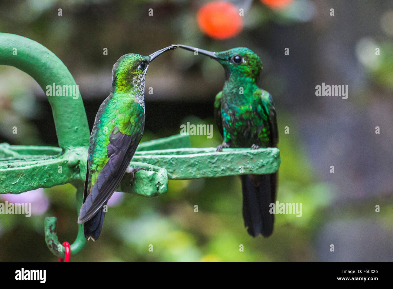 Green hummingbirds in Costa Rica Stock Photo - Alamy