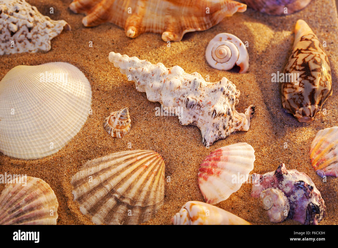Marine seashells hi-res stock photography and images - Alamy