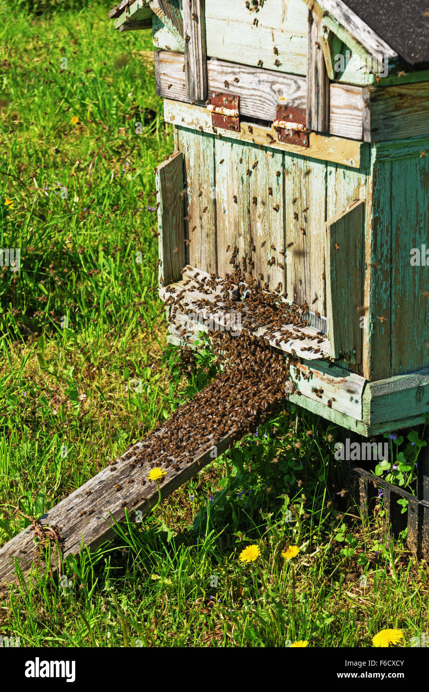 Remove honey from a hive hi-res stock photography and images - Alamy