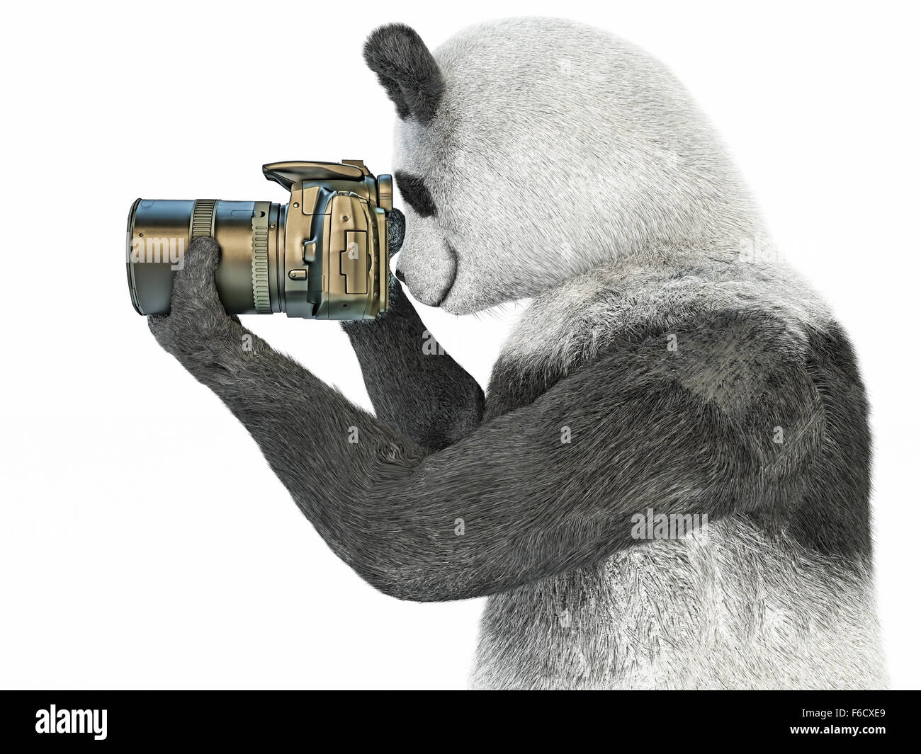 panda animal with camera in his paws close-up. Teddy bear profile side ...