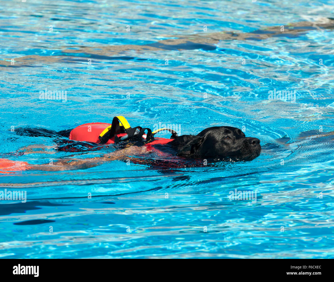 Lifeguard dog, rescue demonstration with the dogs in the pool Stock ...