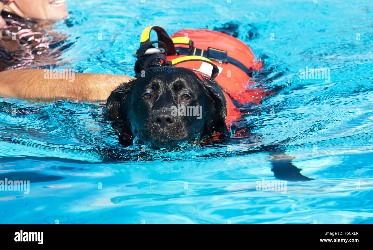Lifeguard dog, rescue demonstration with the dogs in the pool Stock ...