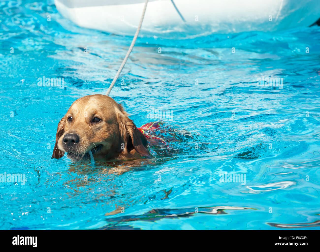 Lifeguard dog, rescue demonstration with the dogs in the pool Stock ...