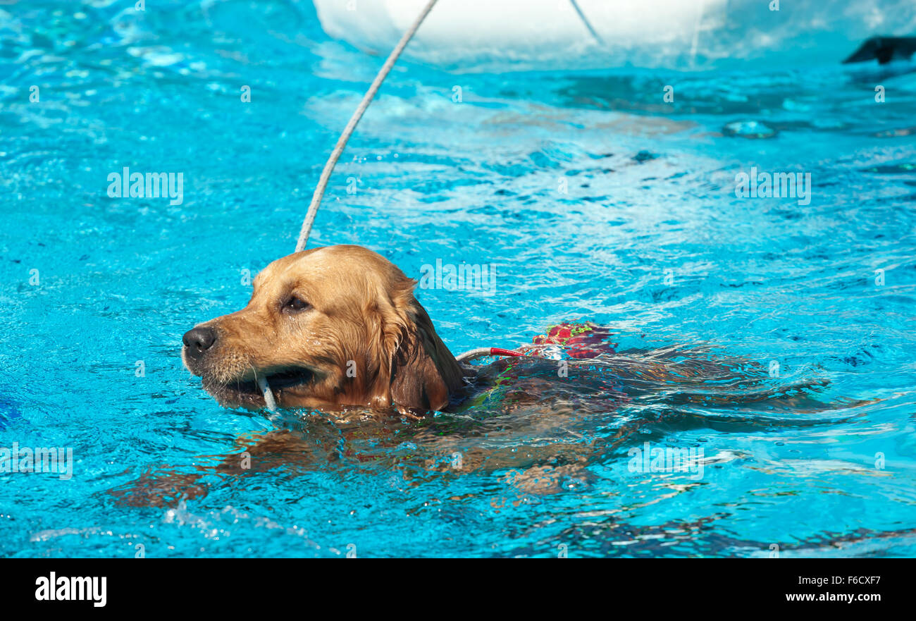 Lifeguard dog, rescue demonstration with the dogs in the pool Stock ...
