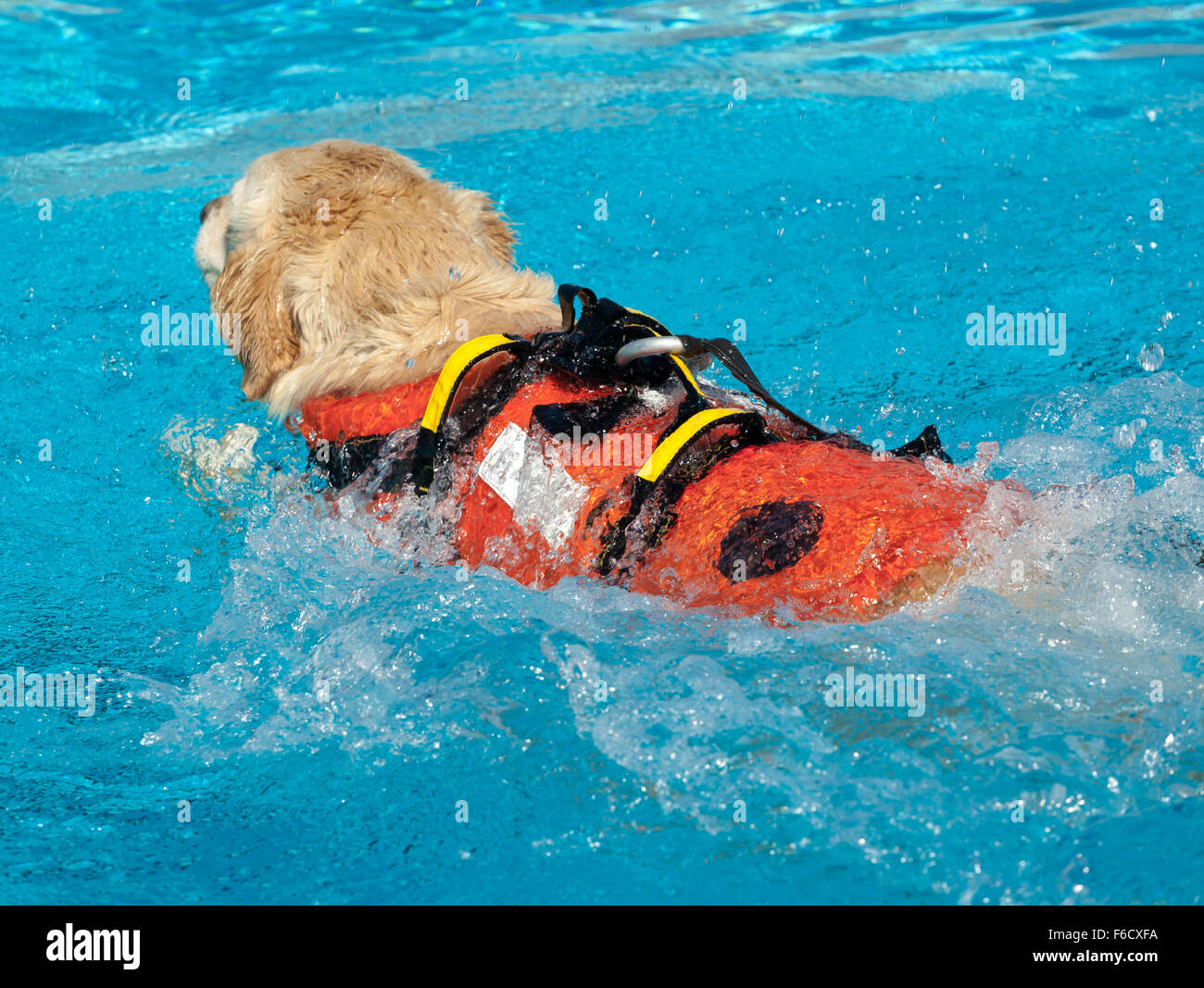 Lifeguard dog, rescue demonstration with the dogs in the pool Stock ...