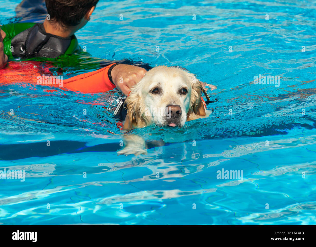 Lifeguard dog, rescue demonstration with the dogs in the pool Stock ...