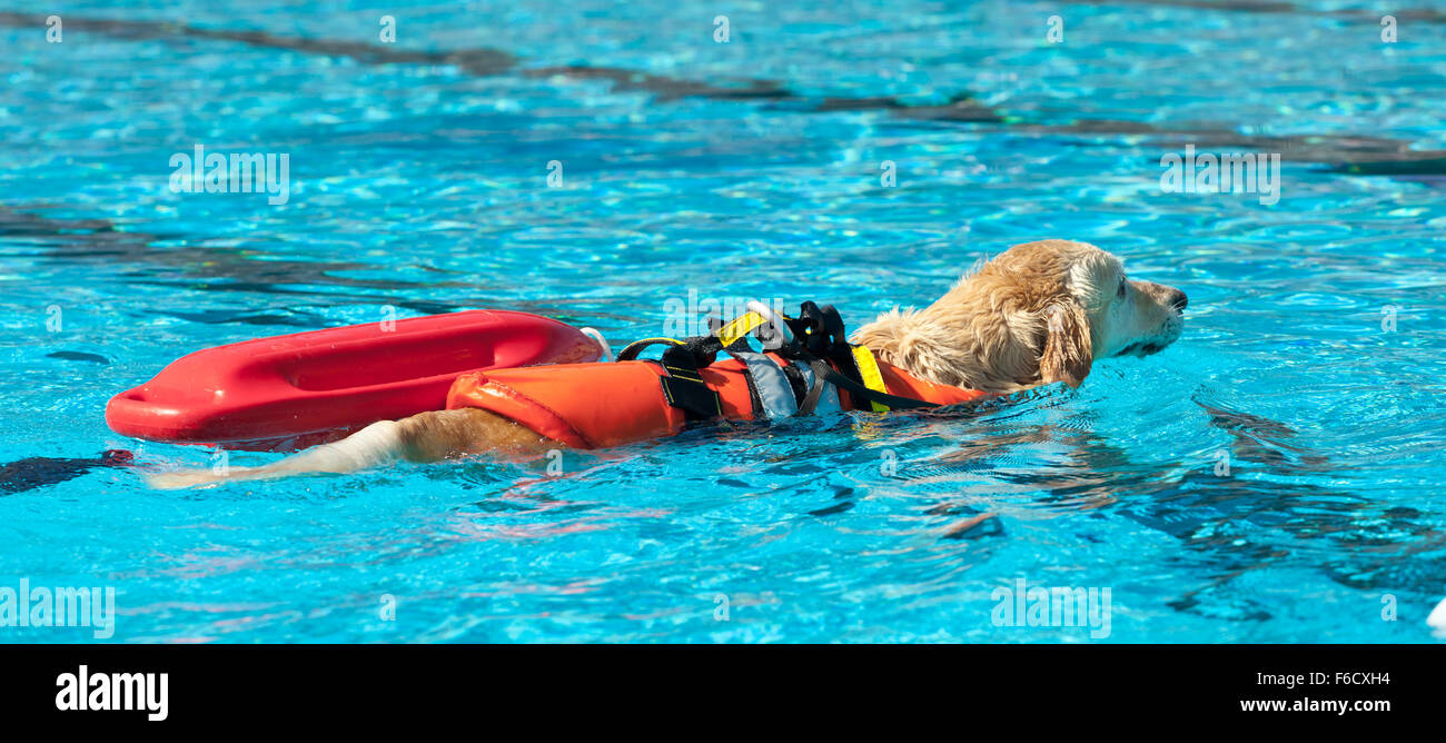 Lifeguard dog, rescue demonstration with the dogs in the pool Stock ...