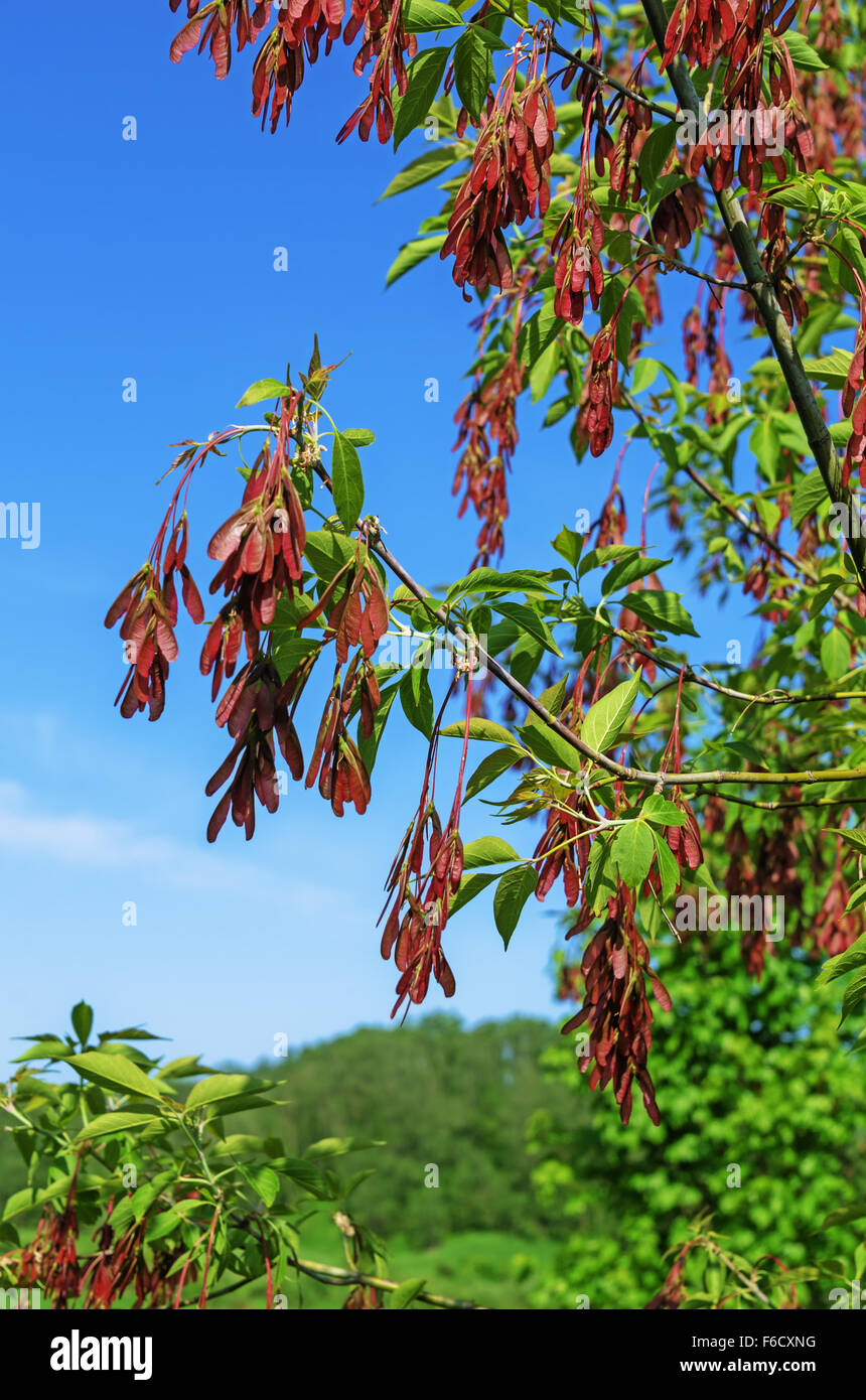 Ashleaf maple hi-res stock photography and images - Alamy