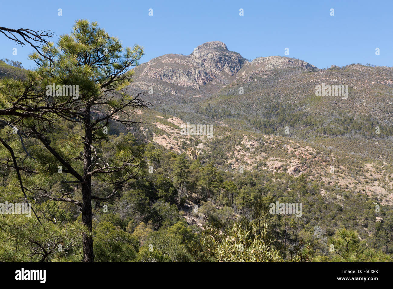 A ponderosa pine forest stretching up to Mount Wrightson, Mount ...