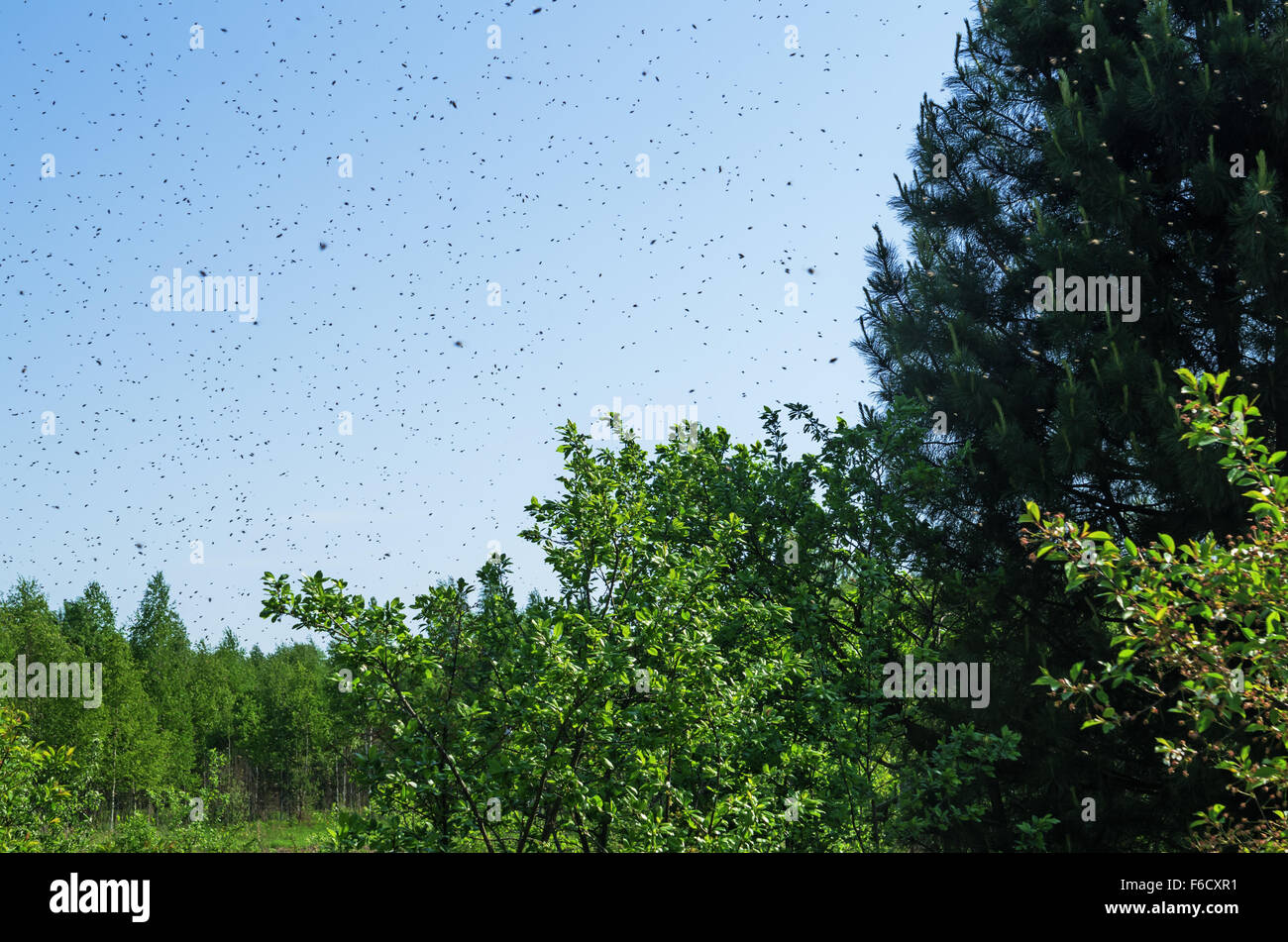Flies swarm house hi-res stock photography and images - Alamy
