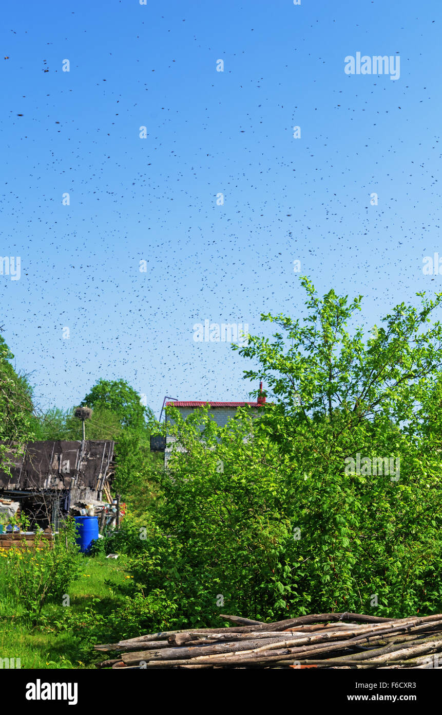 The bees swarm flies in search of the new house Stock Photo - Alamy