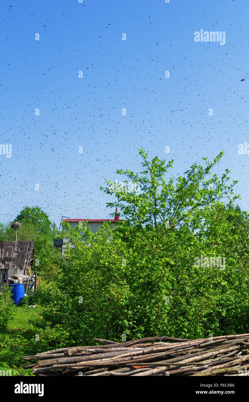The bees swarm flies in search of the new house Stock Photo - Alamy