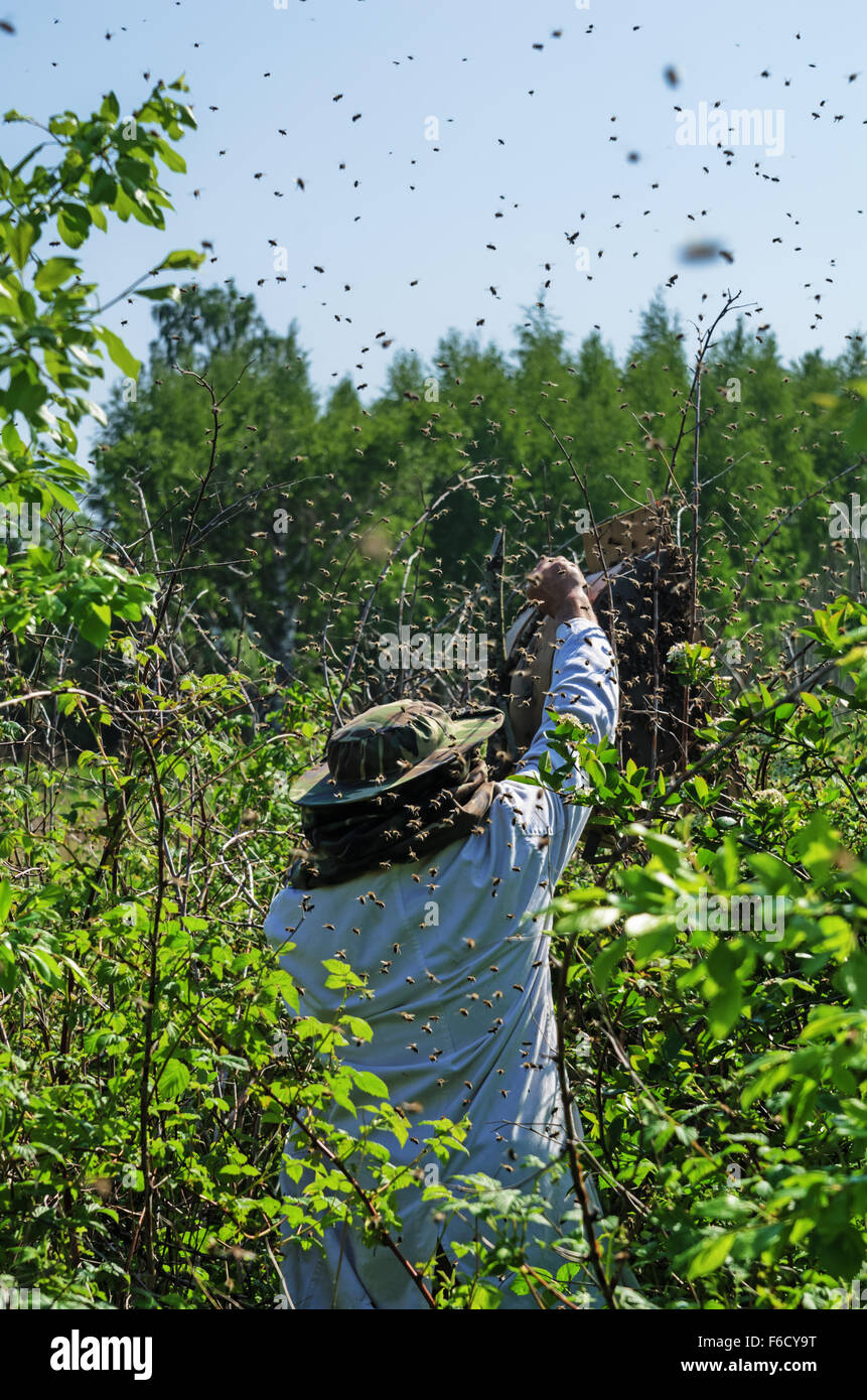 Man covered in bees hi-res stock photography and images - Alamy