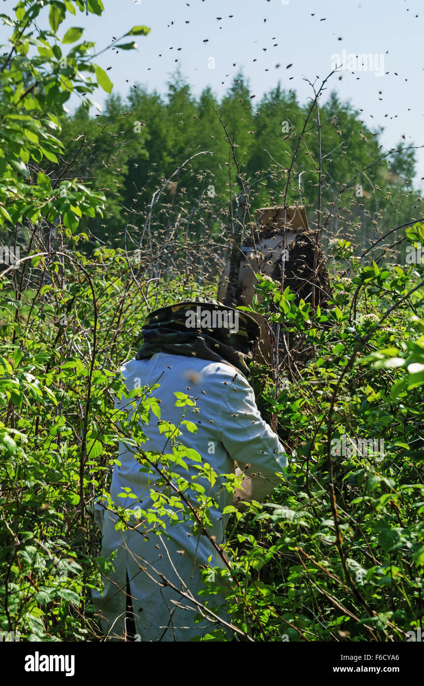Bees swarm in a trap - a wooden box Stock Photo - Alamy
