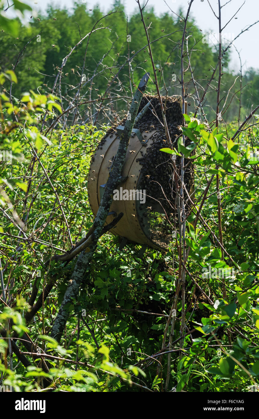 Bees swarm in a trap - a wooden box Stock Photo - Alamy