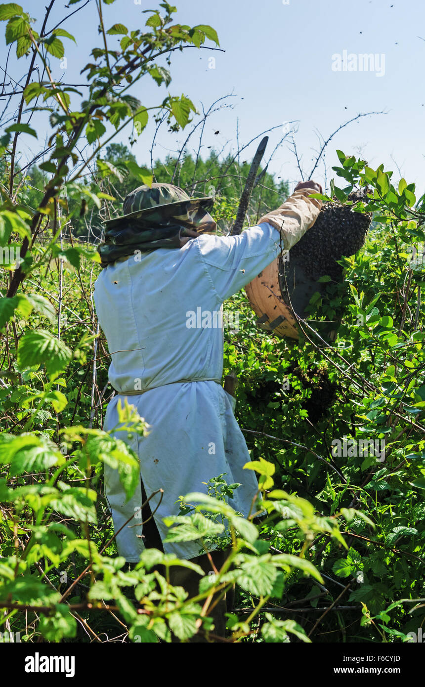 Capture of a spring swarm of bees Stock Photo - Alamy