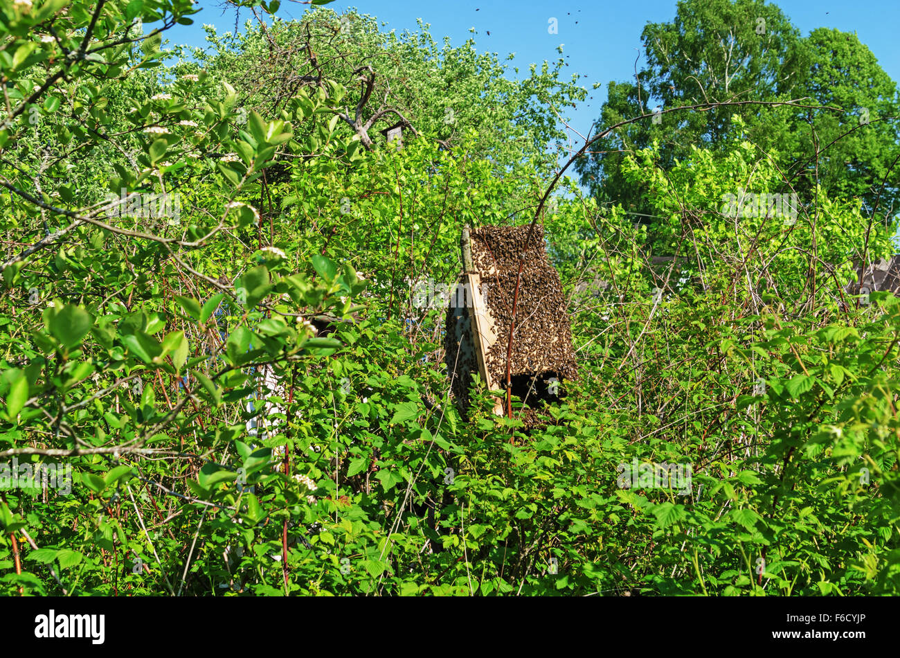 Capture of a spring swarm of bees Stock Photo - Alamy