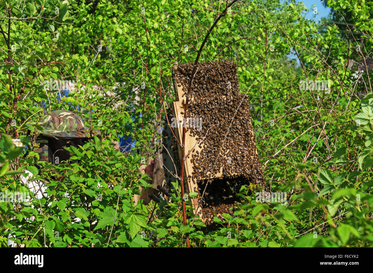 Capture of a spring swarm of bees Stock Photo - Alamy