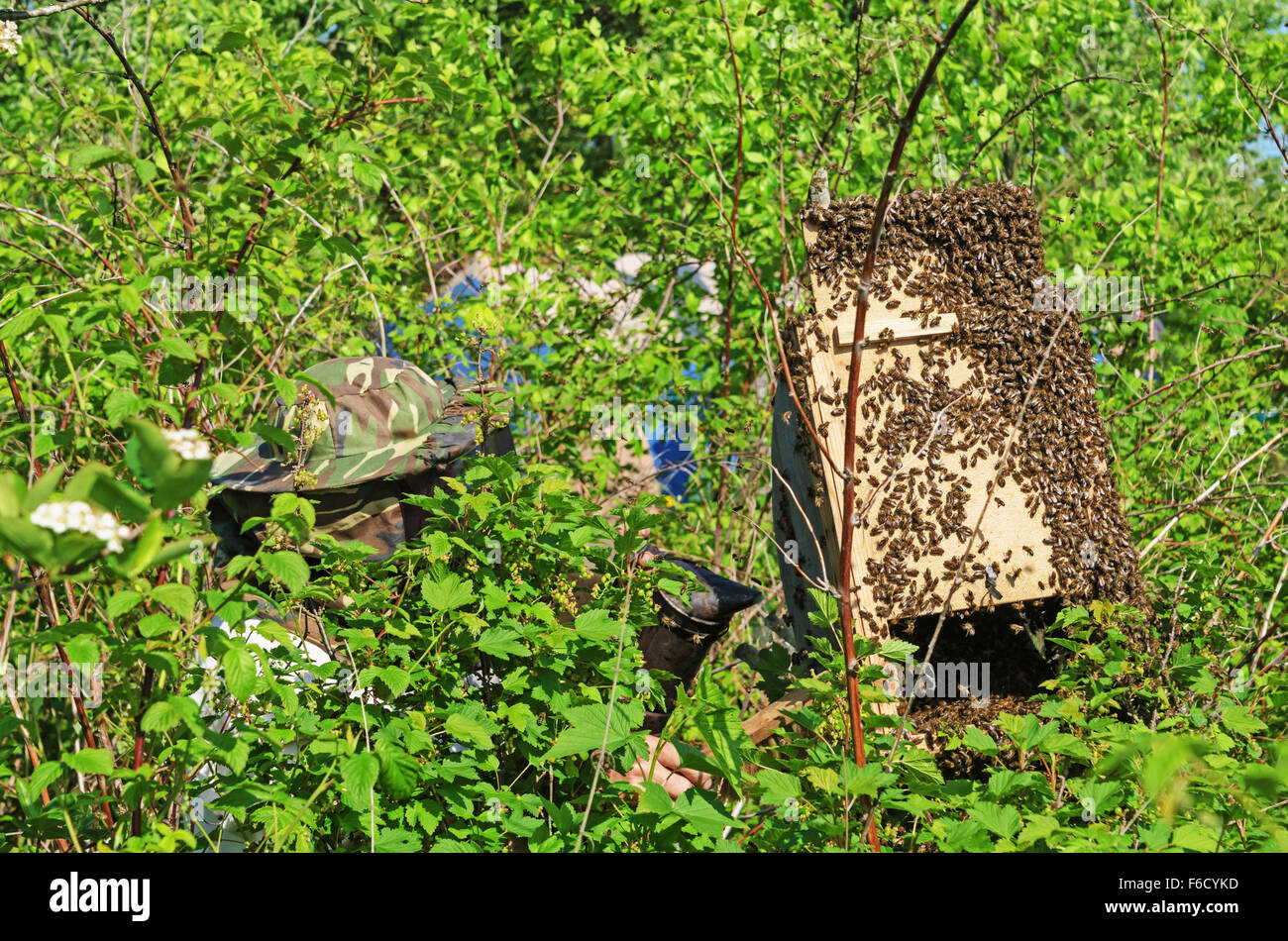 Capture of a spring swarm of bees Stock Photo - Alamy