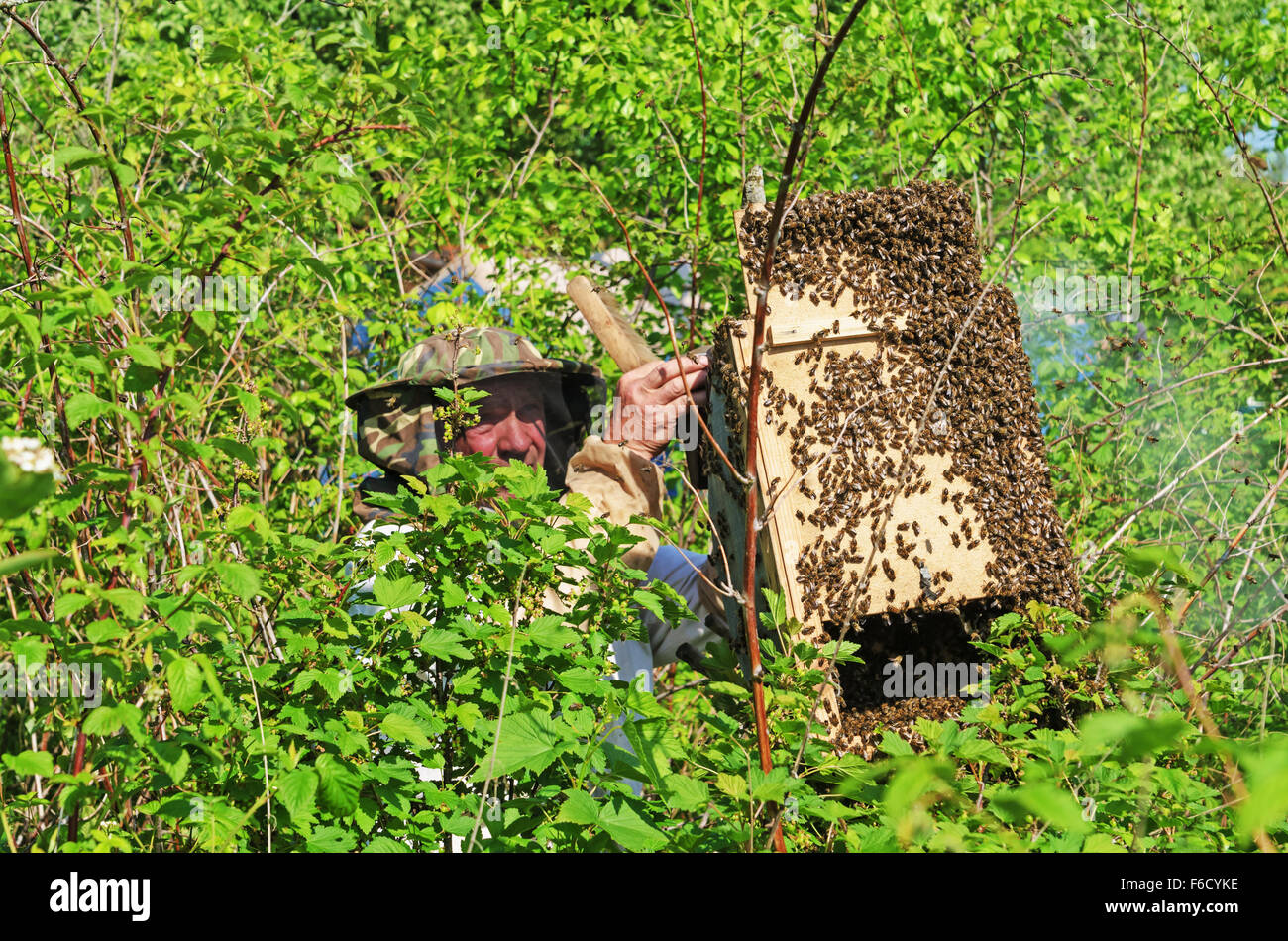 Capture of a spring swarm of bees Stock Photo - Alamy