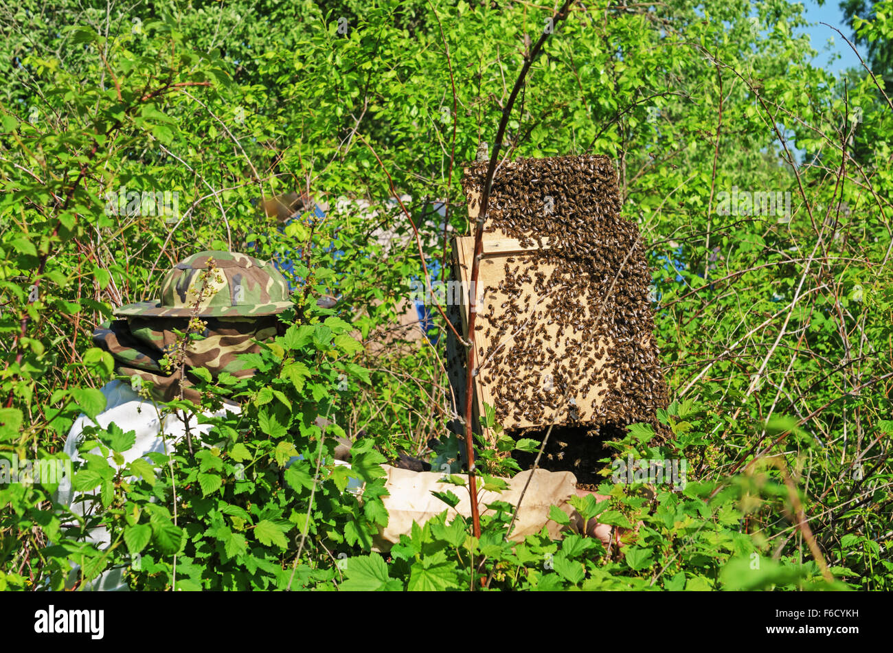 Capture of a spring swarm of bees Stock Photo - Alamy