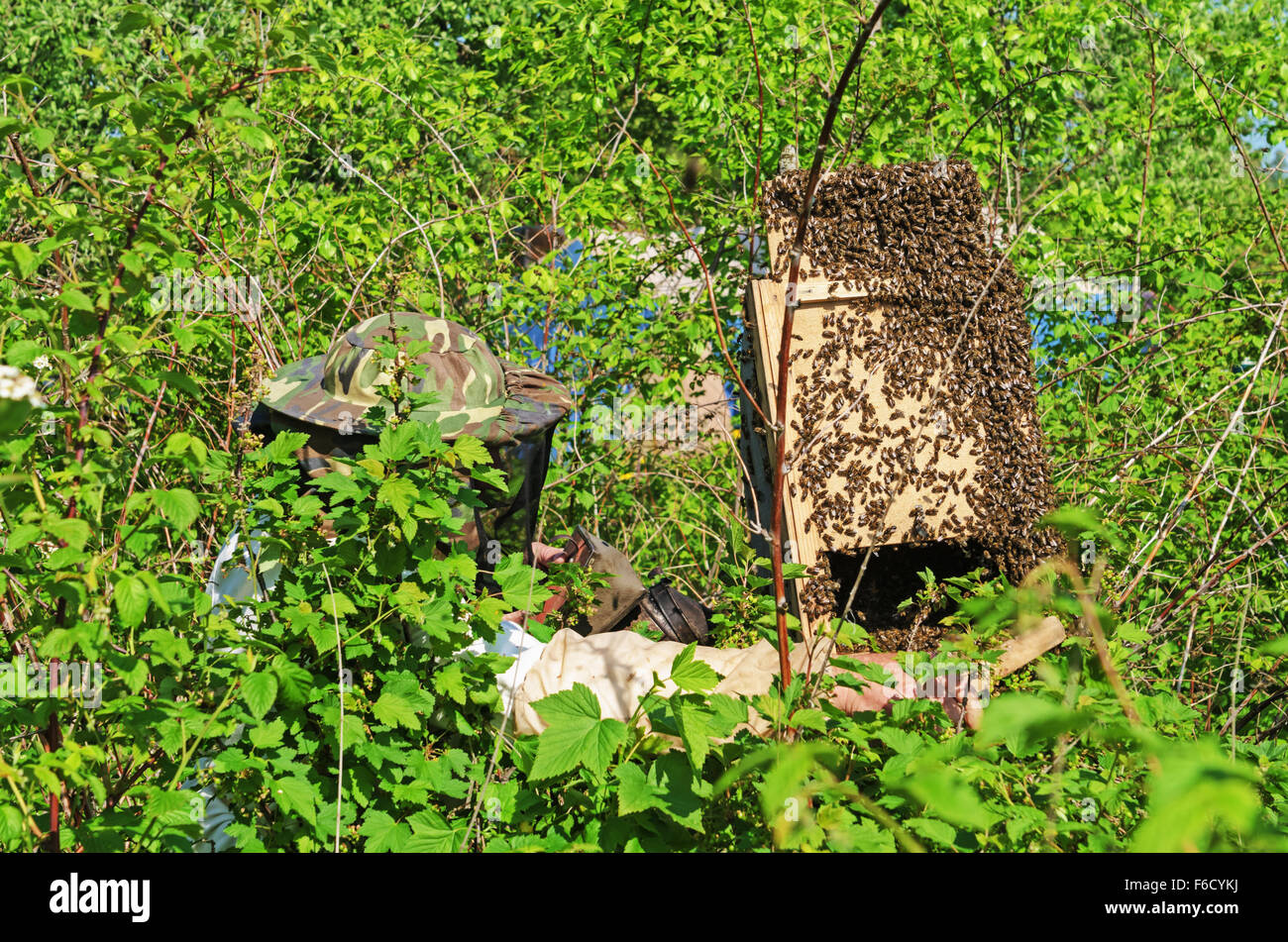 Capture of a spring swarm of bees Stock Photo - Alamy