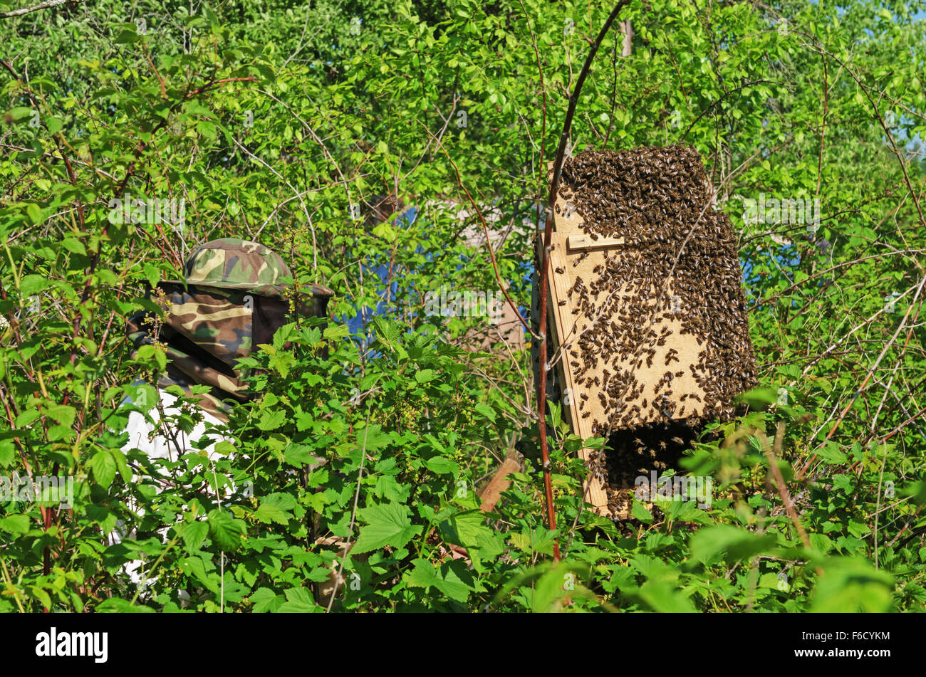 Adult spring brood garden hi-res stock photography and images - Alamy