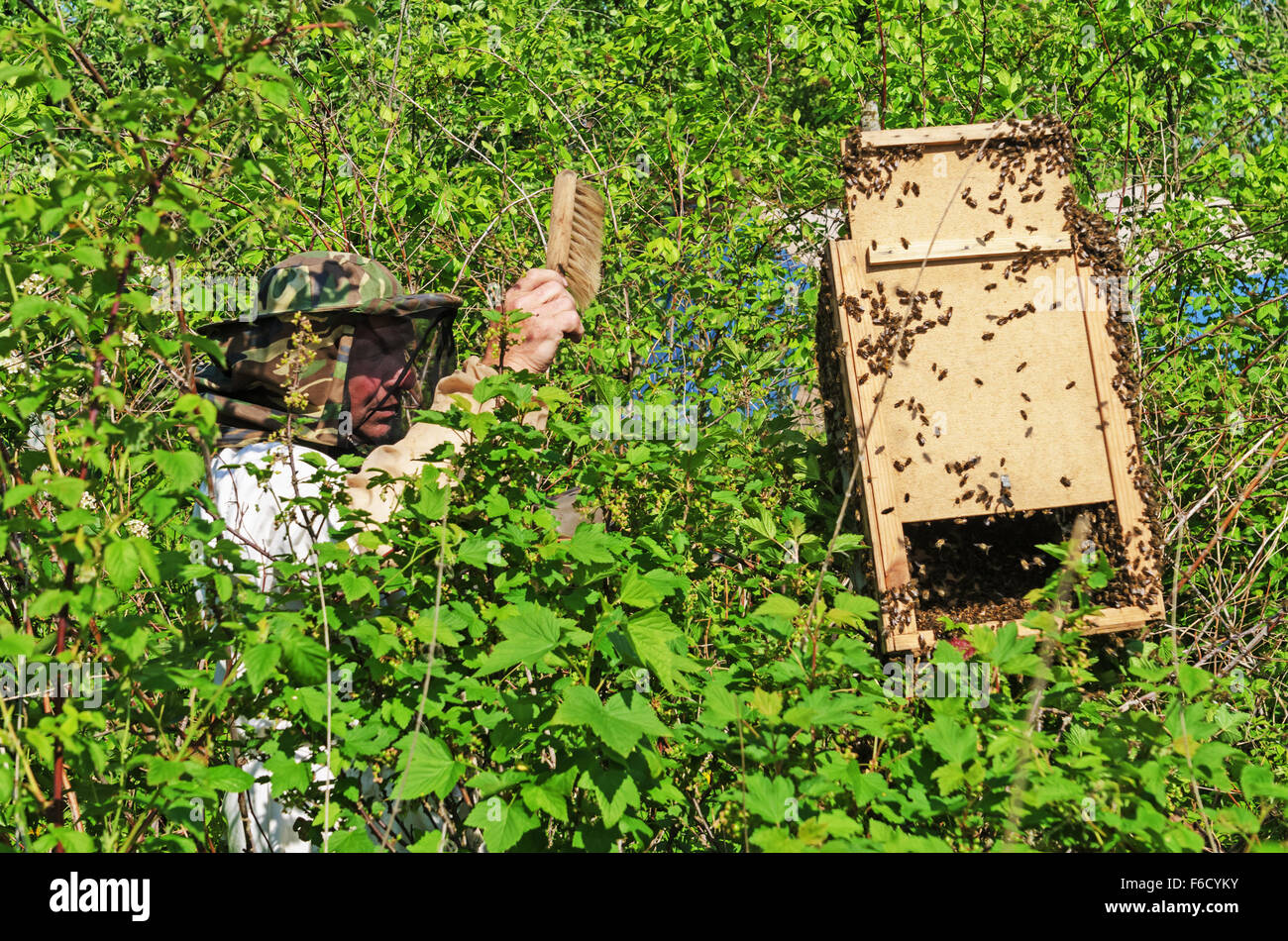 Capture of a spring swarm of bees Stock Photo - Alamy