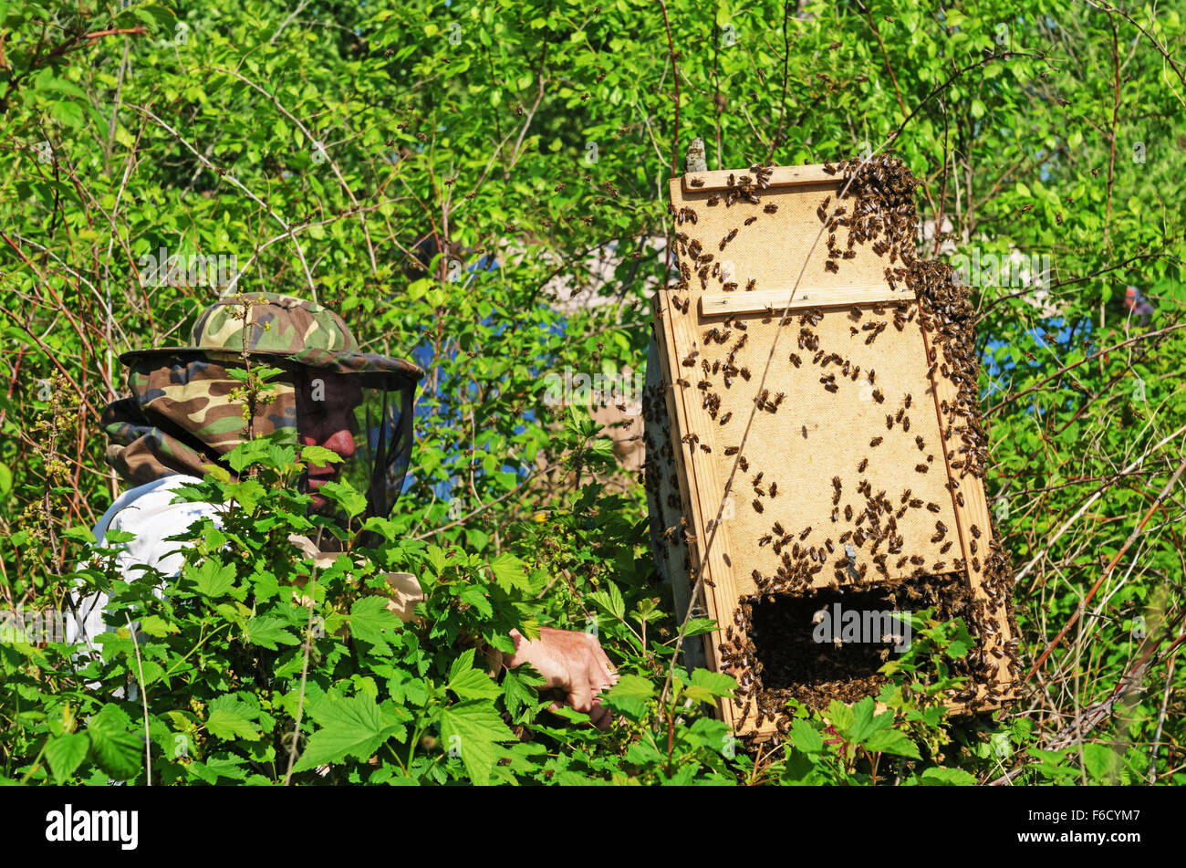 Adult spring brood garden hi-res stock photography and images - Alamy