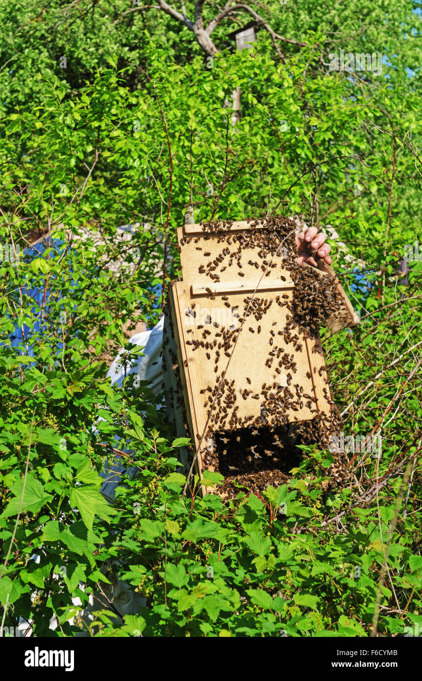 Capture of a spring swarm of bees Stock Photo - Alamy
