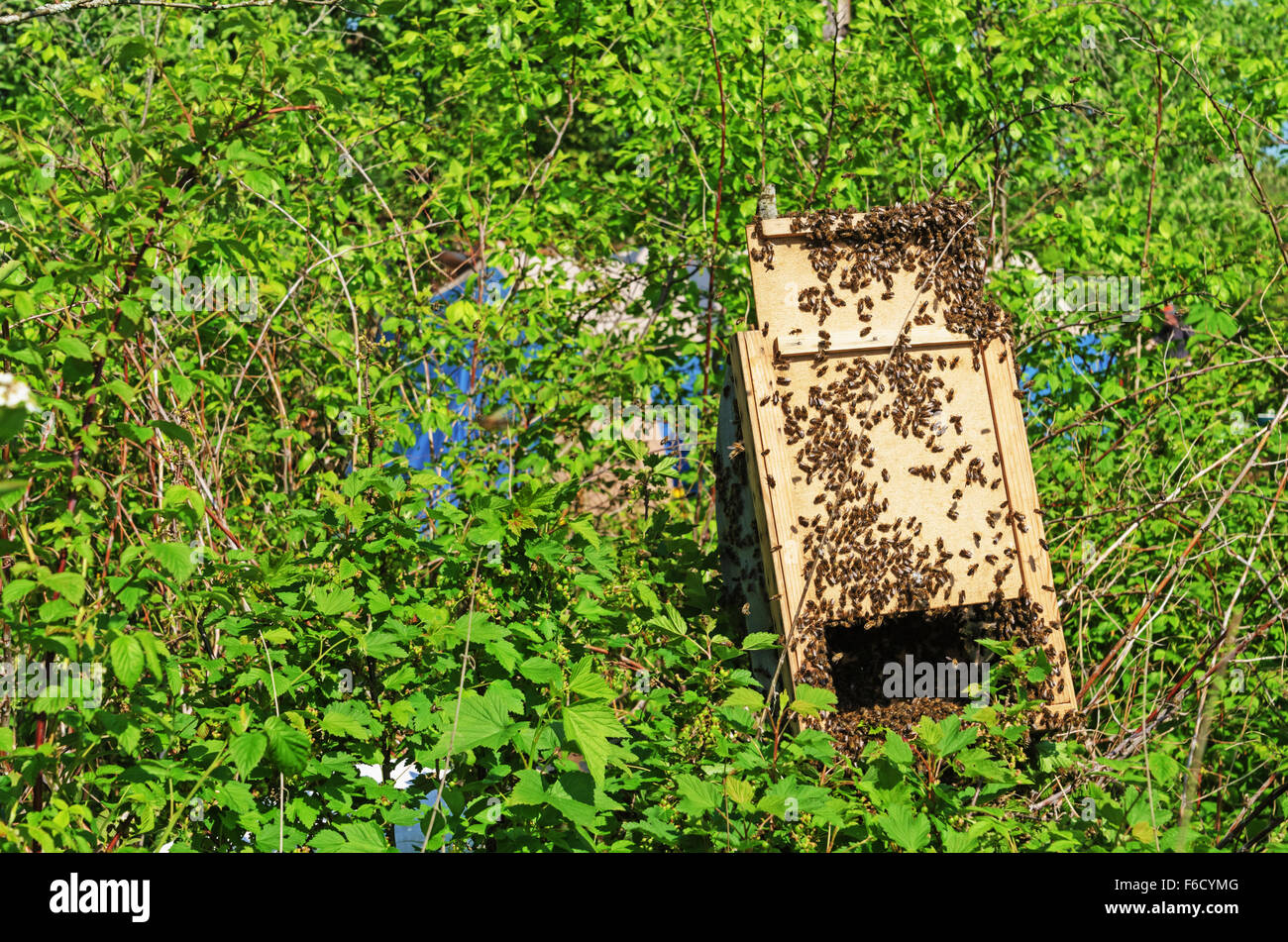 Capture of a spring swarm of bees Stock Photo - Alamy
