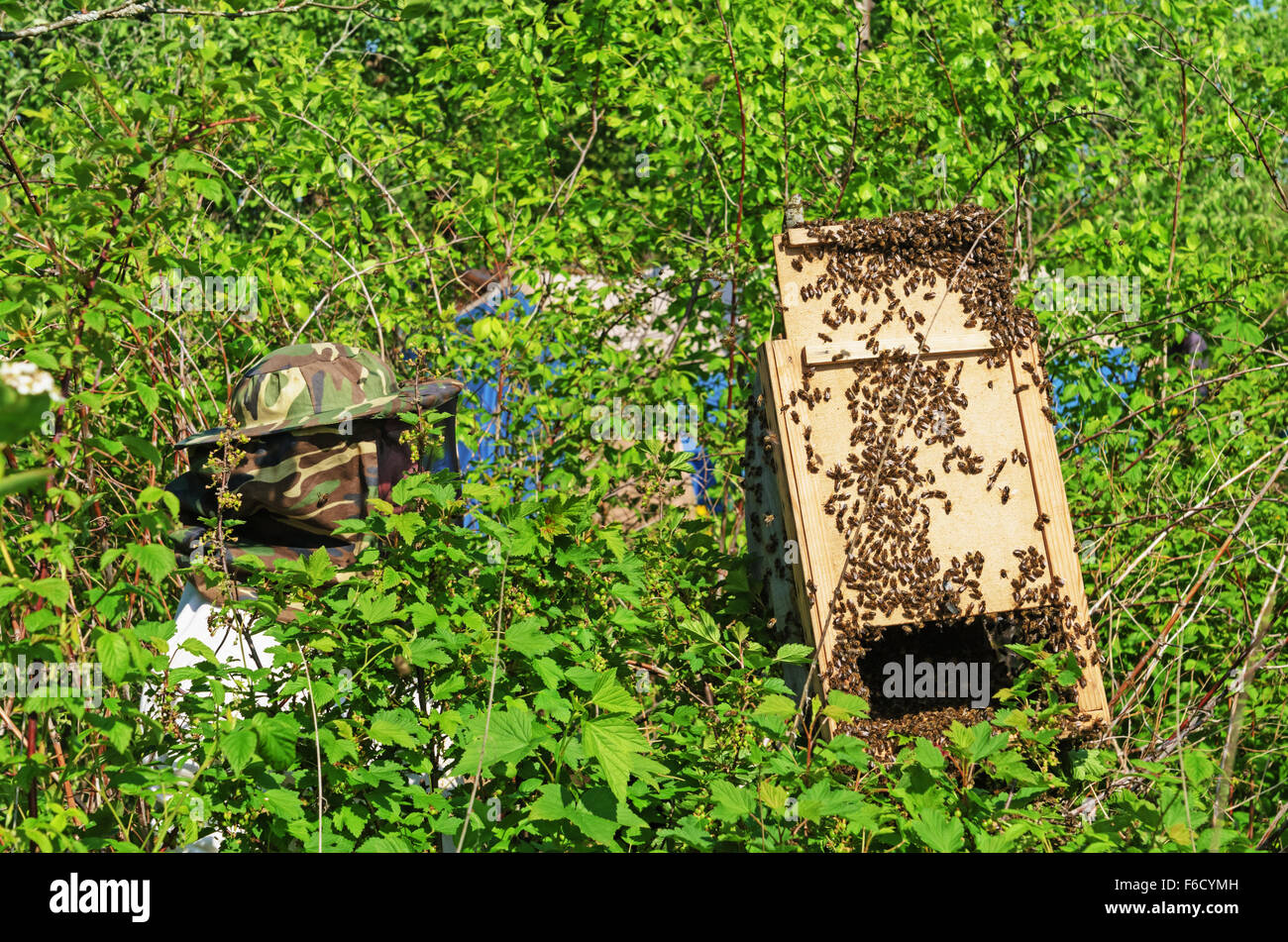 Capture of a spring swarm of bees Stock Photo - Alamy