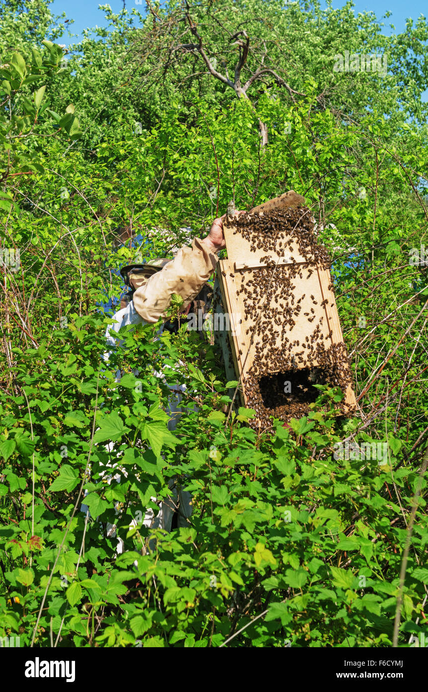 Adult spring brood garden hi-res stock photography and images - Alamy