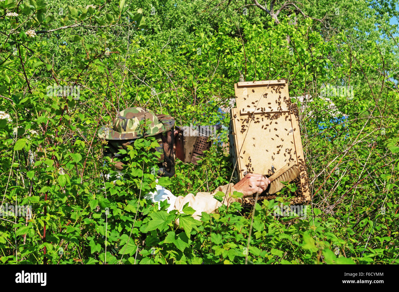 Capture of a spring swarm of bees Stock Photo - Alamy