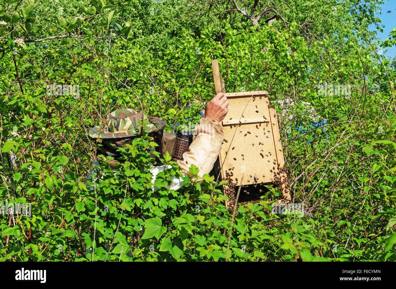 Capture of a spring swarm of bees Stock Photo - Alamy