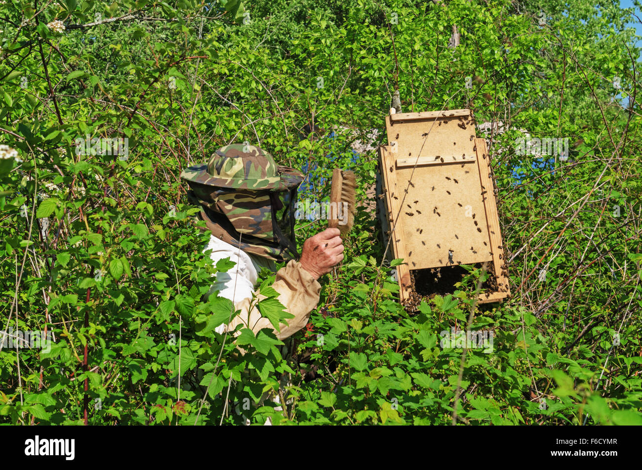 Capture of a spring swarm of bees Stock Photo - Alamy