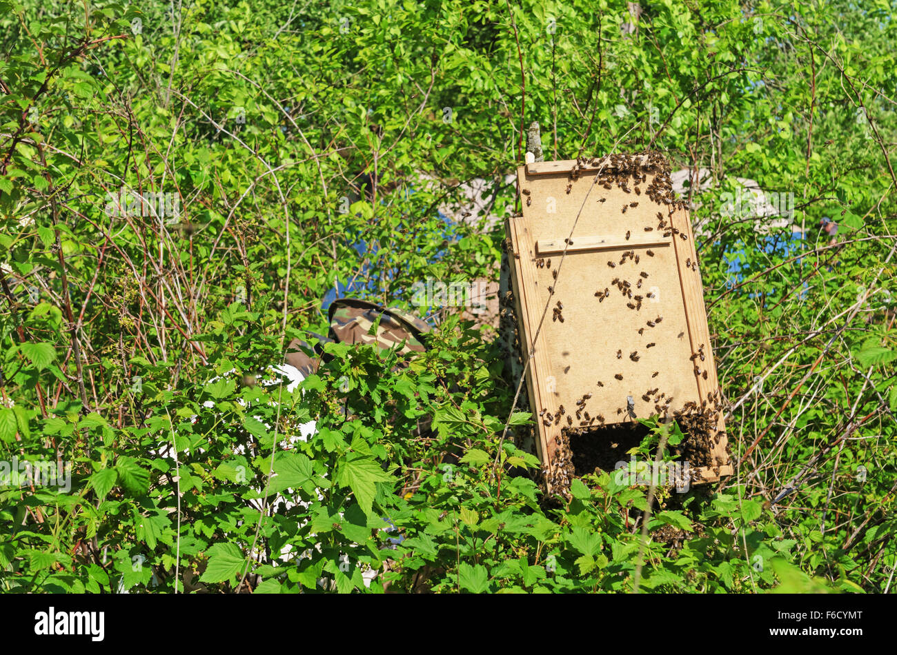 Capture of a spring swarm of bees Stock Photo - Alamy