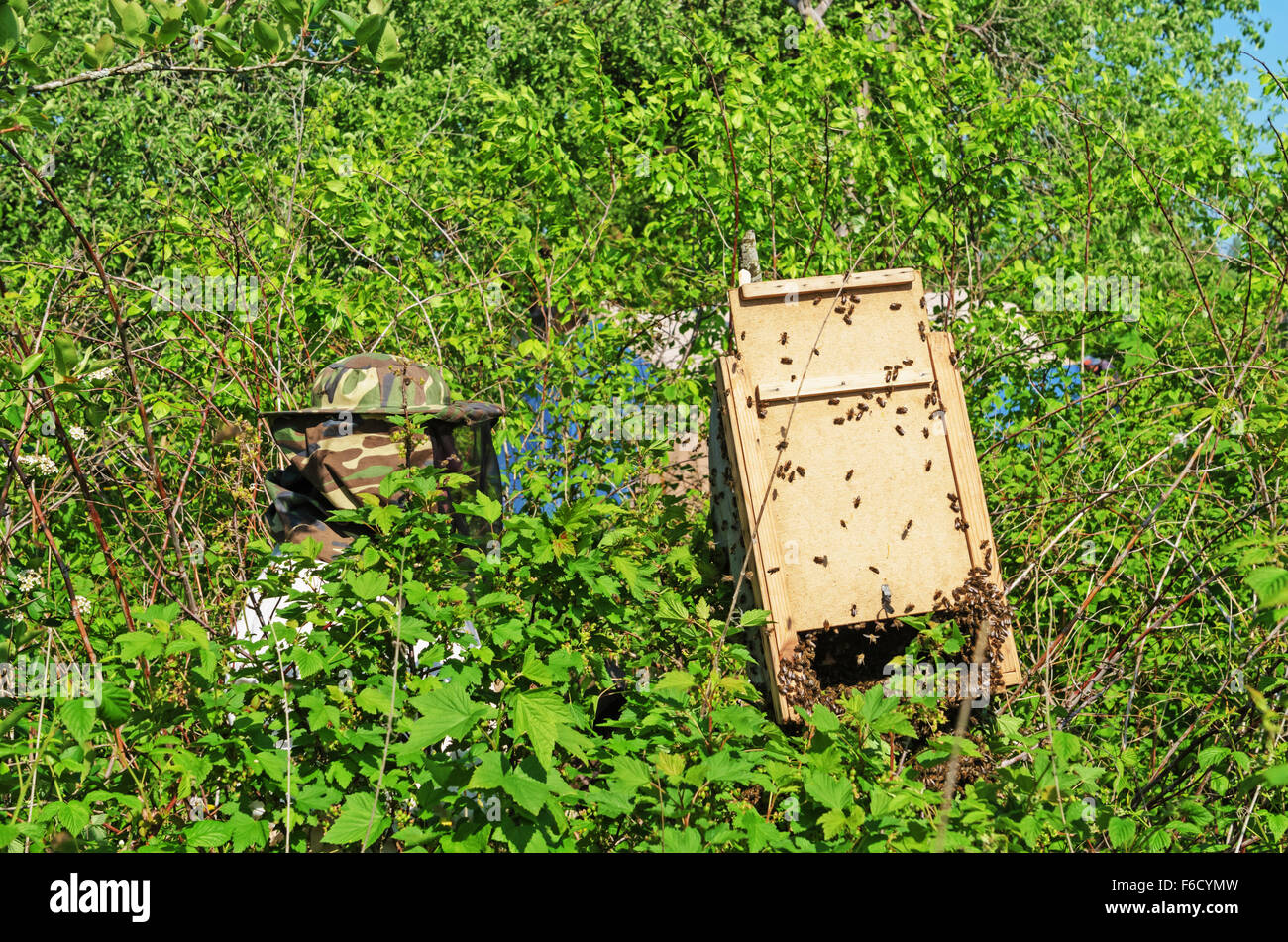 Capture of a spring swarm of bees Stock Photo - Alamy